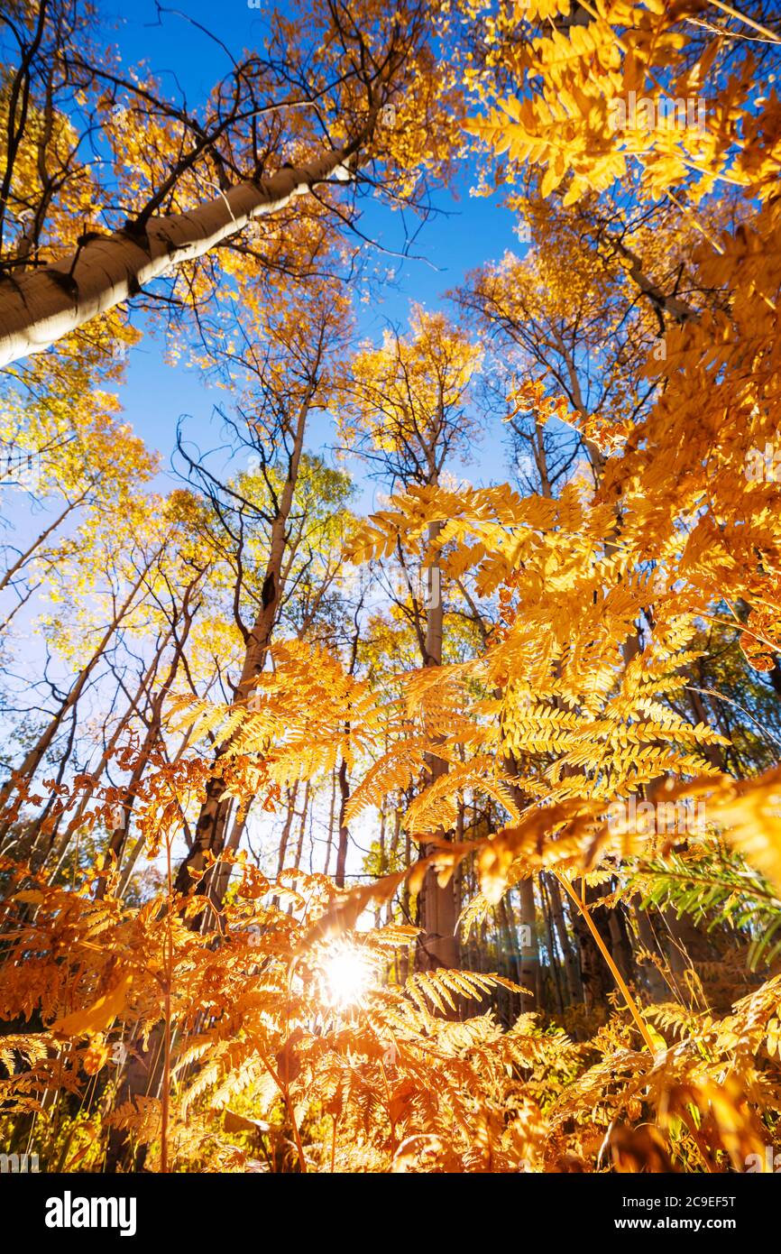 Autumn scene in yellow tones. Fall background Stock Photo - Alamy