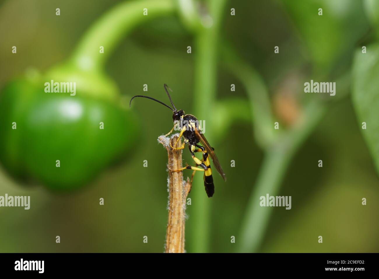 Male parasitic wasp Ichneumon xanthorius family ichneumon wasps or ...