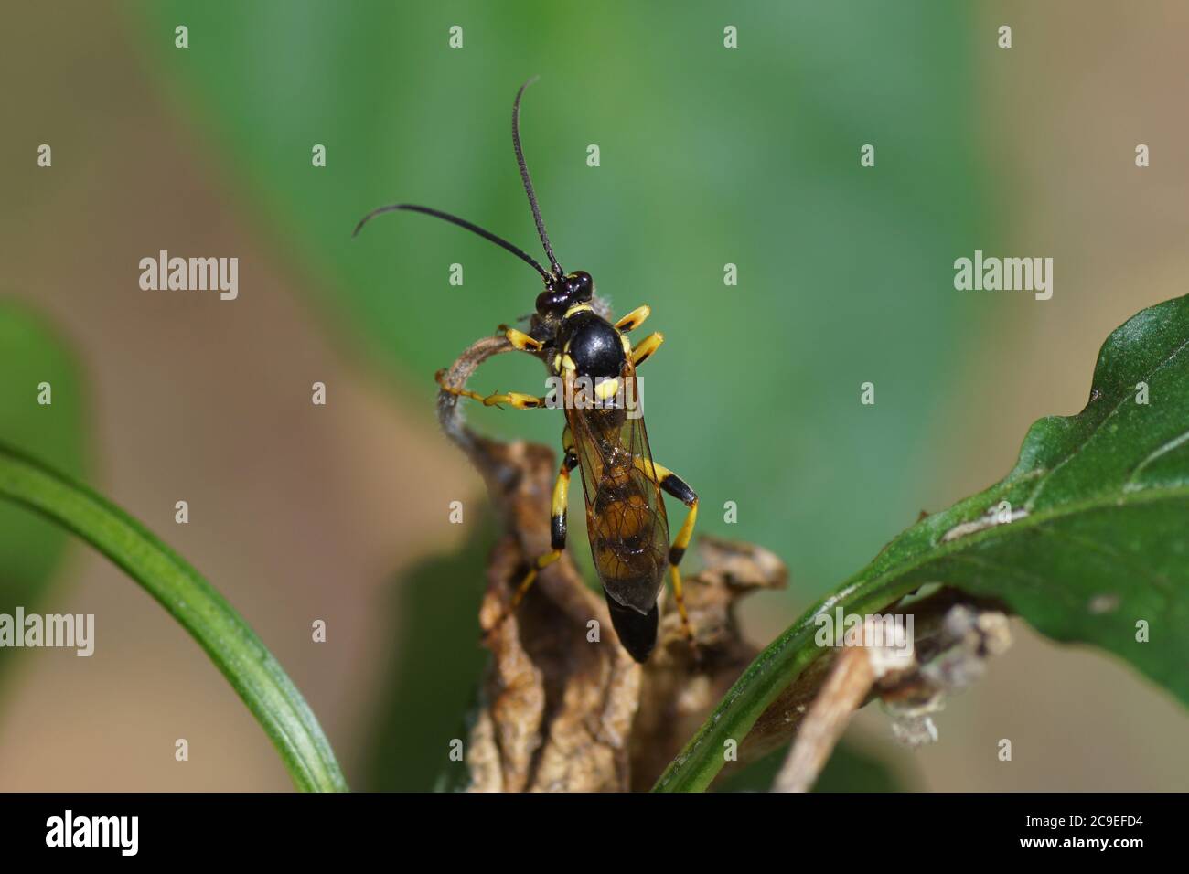 Male parasitic wasp Ichneumon xanthorius family ichneumon wasps or ...