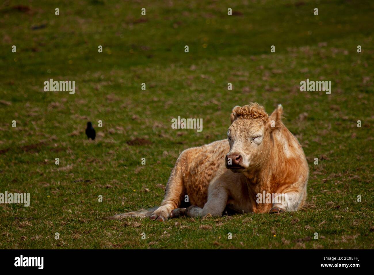Close up image of a sleeping orange hairy cattle with fluffy furs. The ...