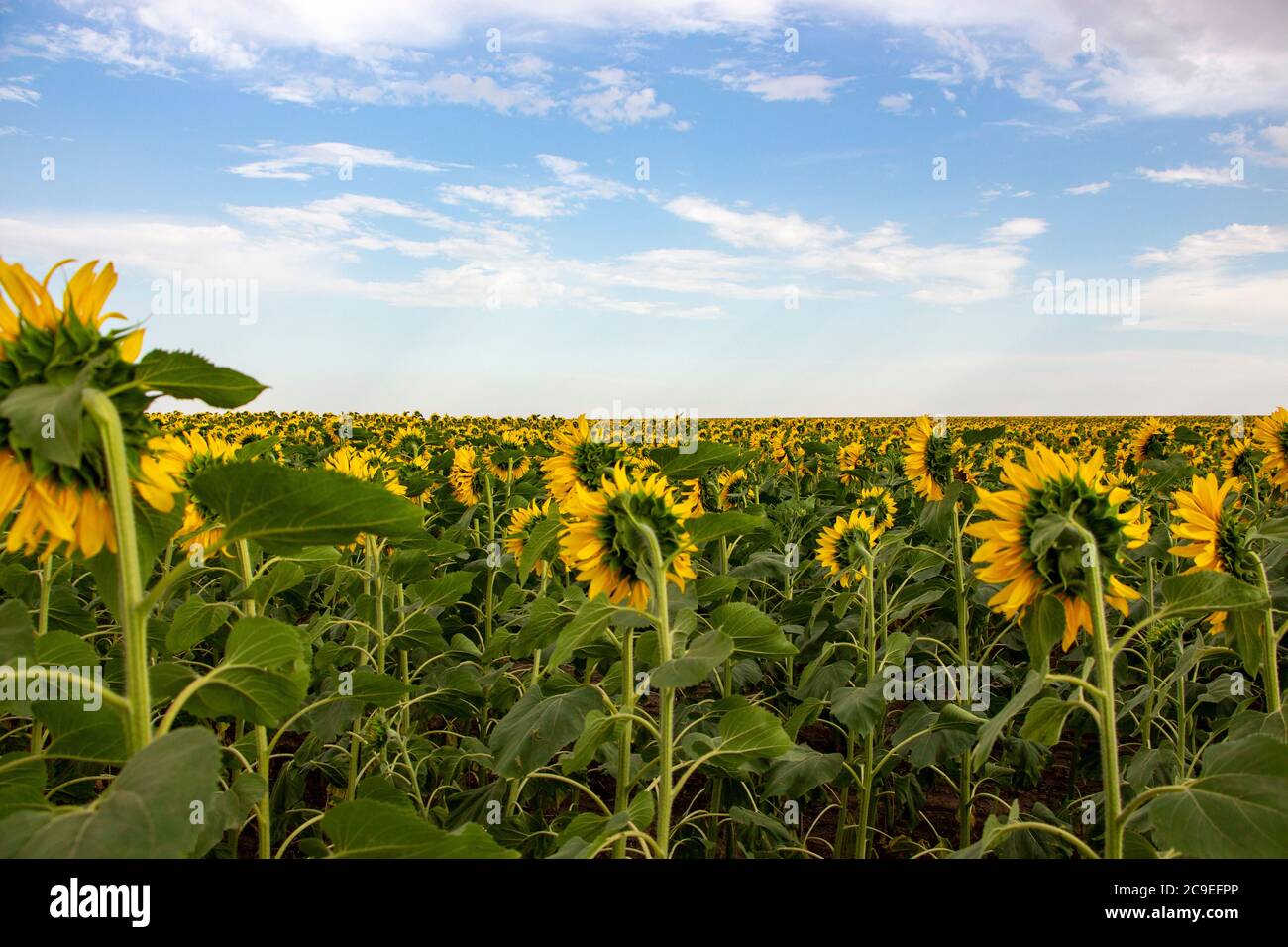 Sunflower field and sunflowers facing the sunrise Stock Photo - Alamy