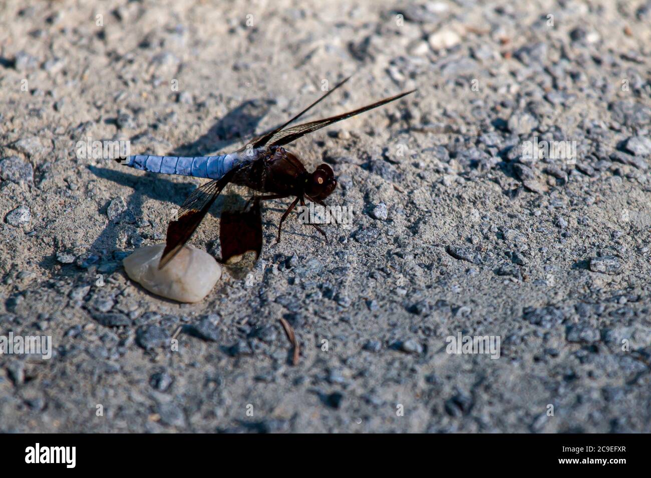 Close up image of a male Long tailed Skimmer also known as the common ...