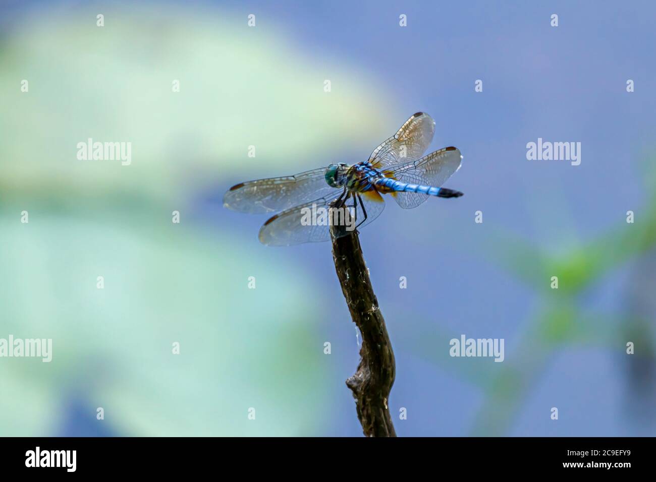Close up isolated image of a male blue dasher (Pachydiplax longipennis ...