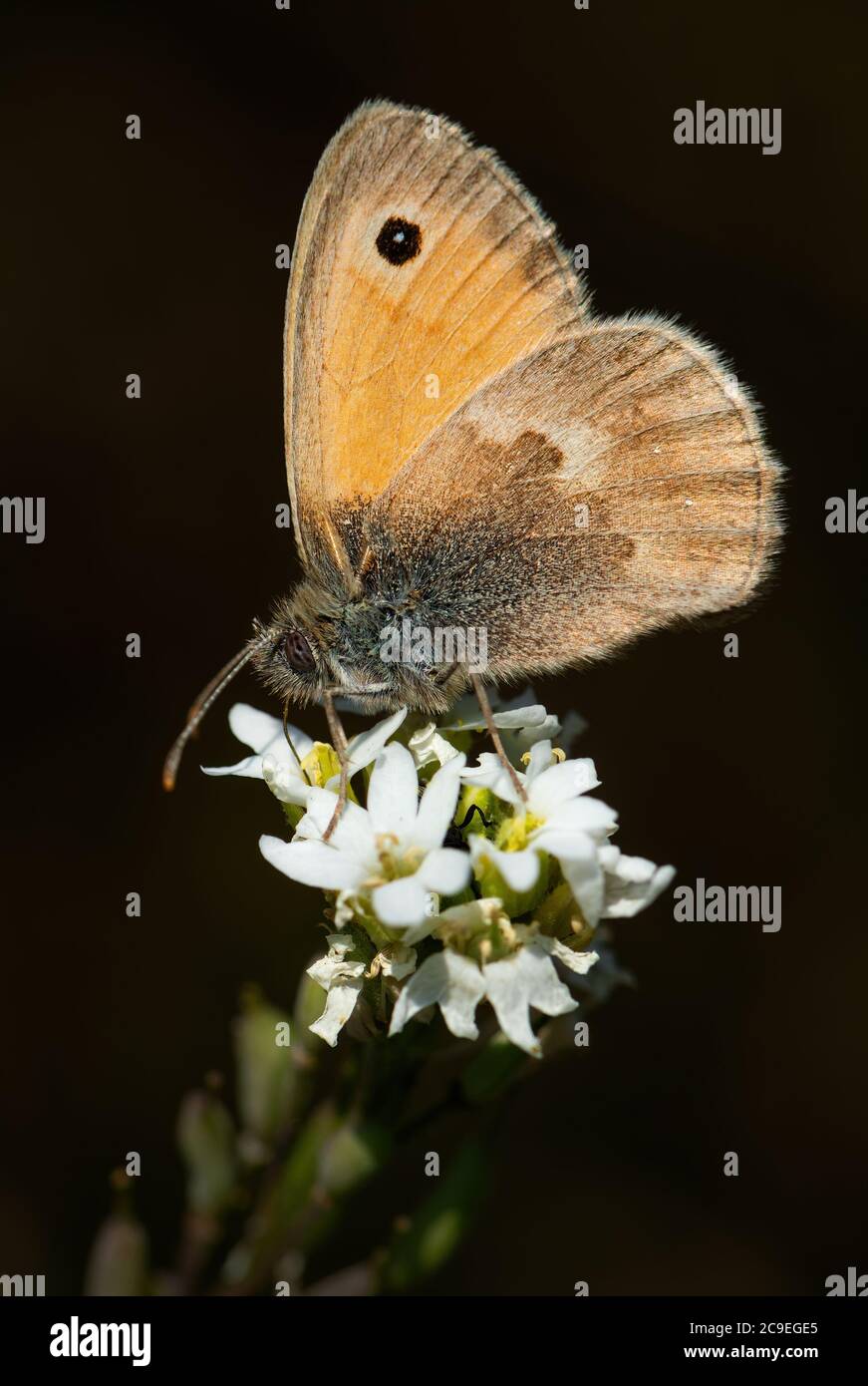 Small Heath butterfly - Coenonympha pamphilus, beautiful brown and ...