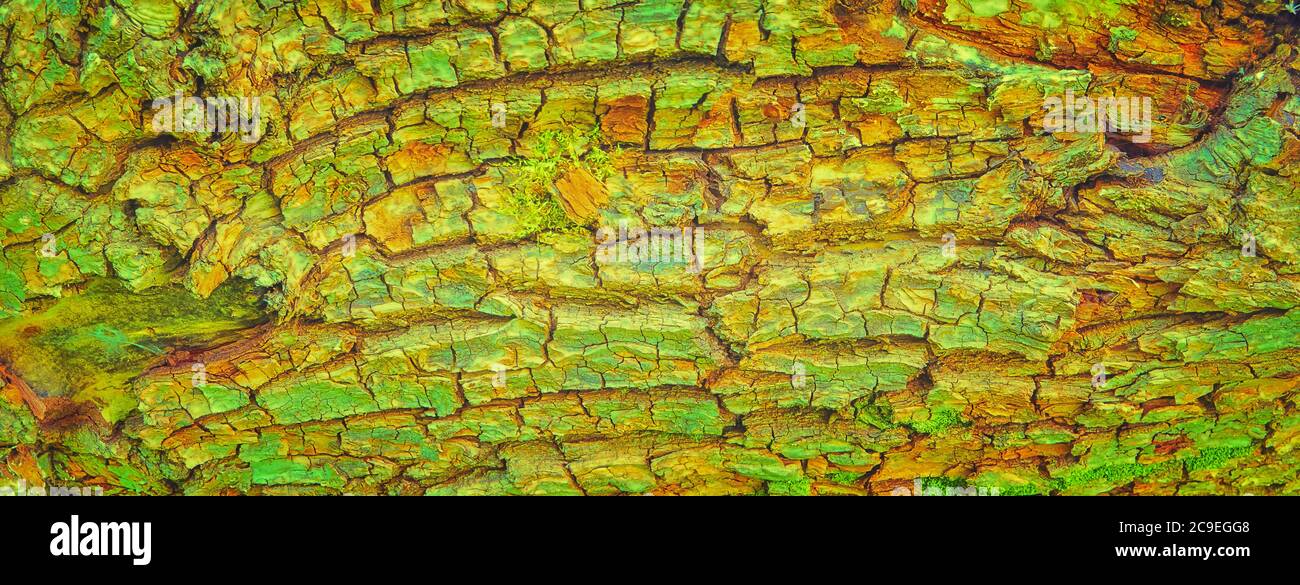 Nature background of texture tree bark in abstract colors Stock Photo ...