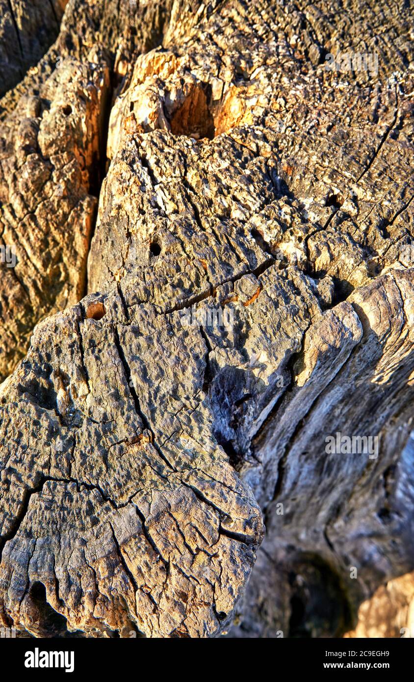 Weathered tree trunk as a simple nature background Stock Photo - Alamy