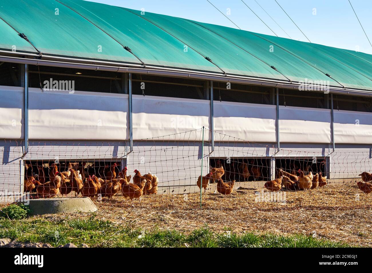Detail of a mobile chicken coop with fence and chickens on an organic ...