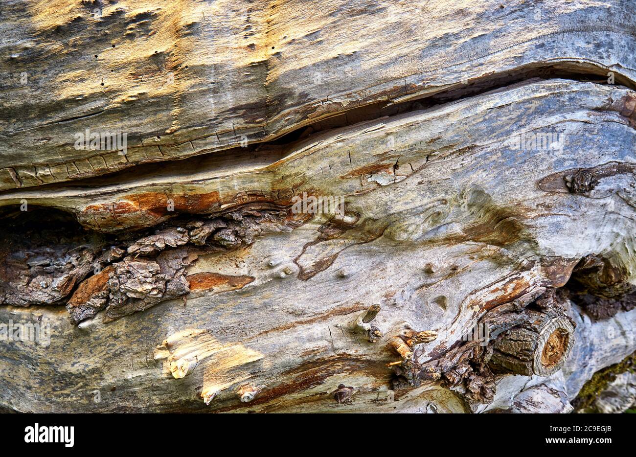 Rotted tree hi-res stock photography and images - Alamy