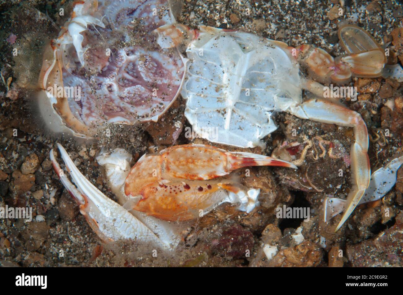 Family portunidae hi-res stock photography and images - Alamy