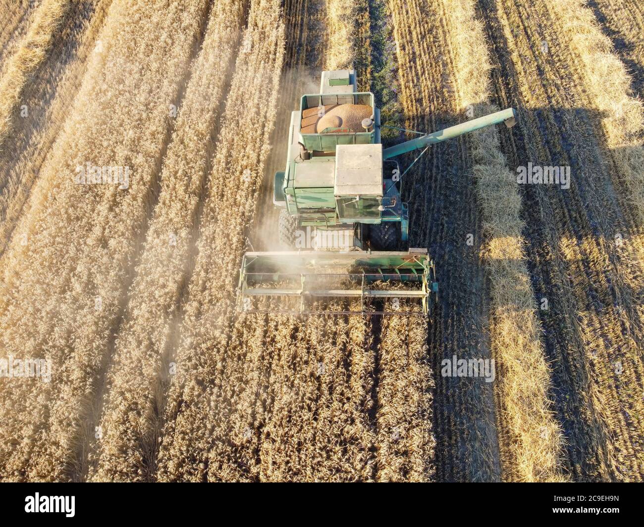 The combine harvests wheat, grain in the hopper, dust rising from the ...