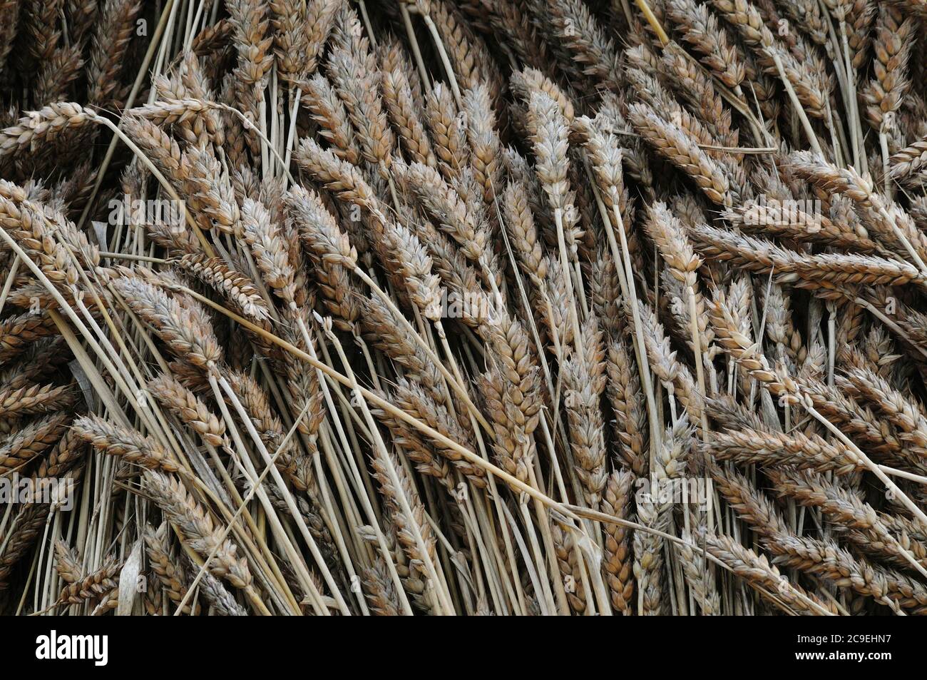 Stook corn hi-res stock photography and images - Alamy