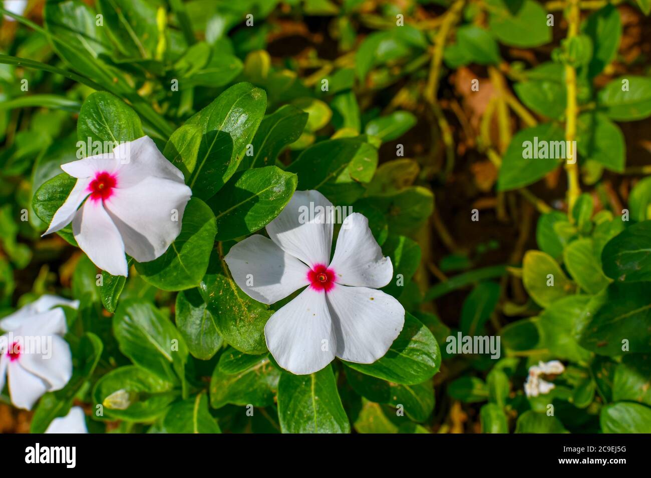 Pink tecoma hi-res stock photography and images - Alamy
