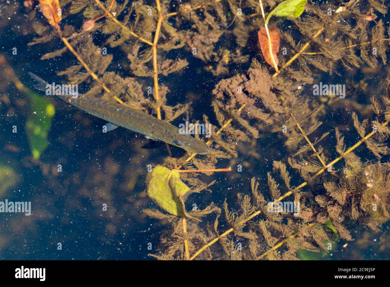 A small pike just below the water surface Stock Photo - Alamy
