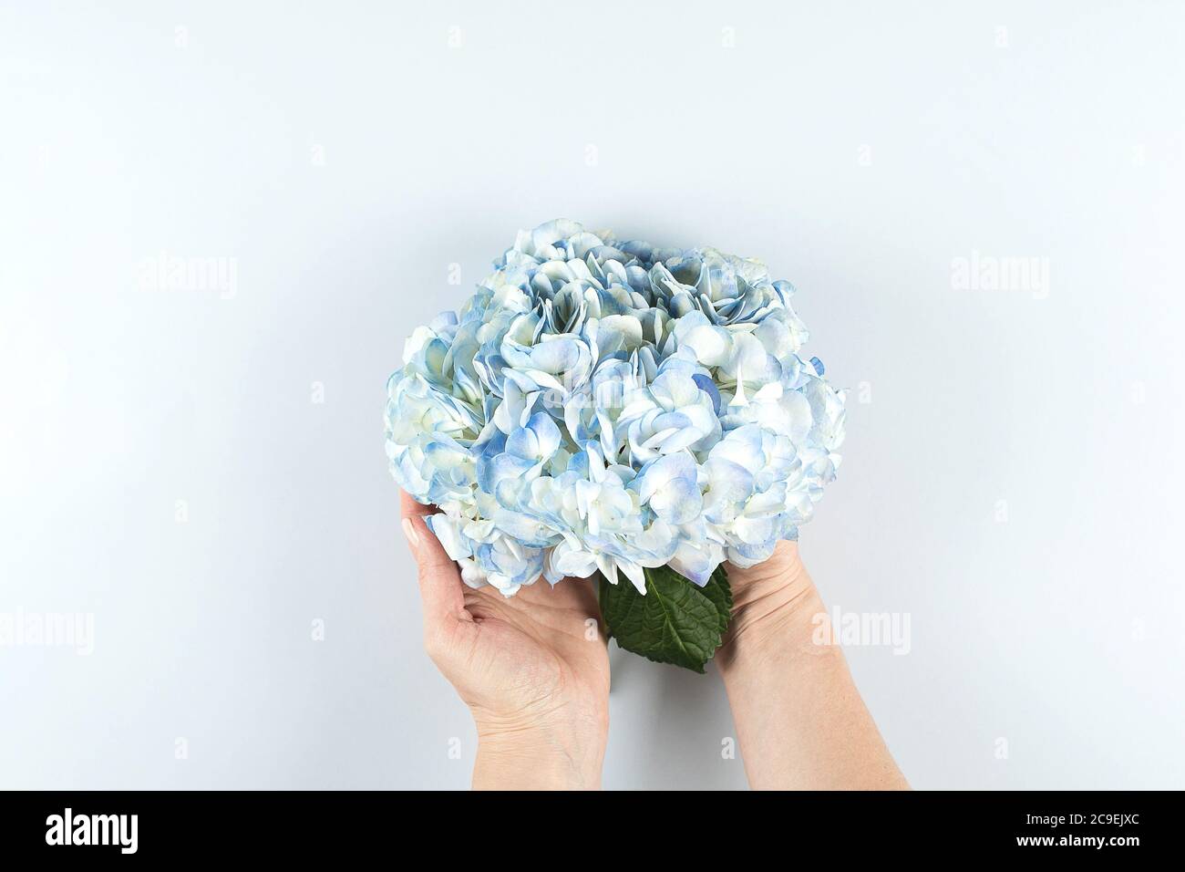 Female hands holding blue hydrangea flower on light background. Flat ...