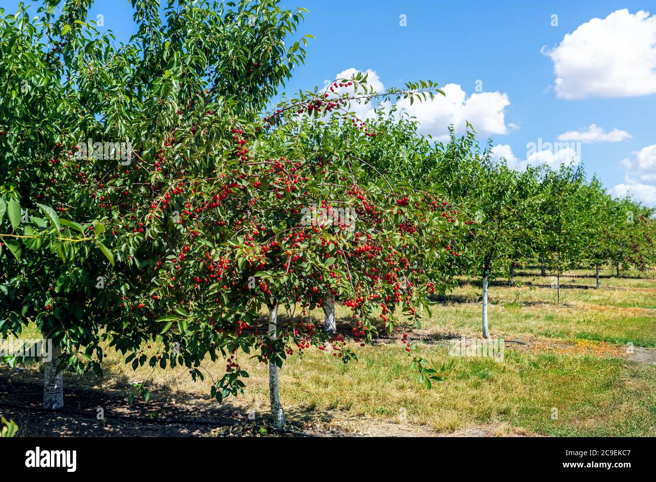 Many fruit trees with green leaves twig and many red ripe tasty juicy ...