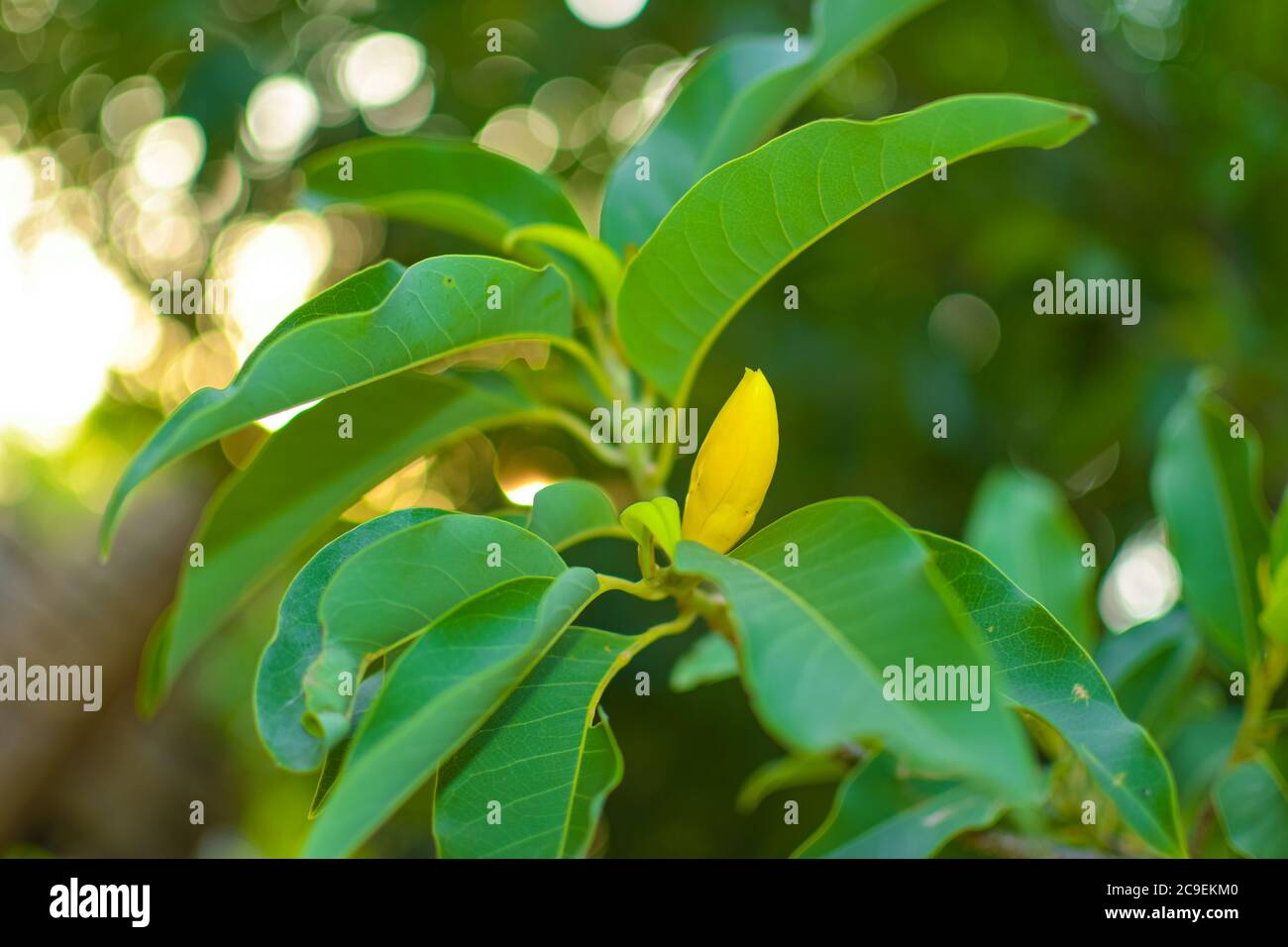 Fragrant himalaya champaca hi-res stock photography and images - Alamy
