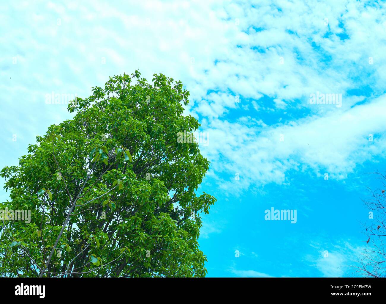 Tree is Looking Beautiful On Clear Blue Sky . The Green Leaves is ...