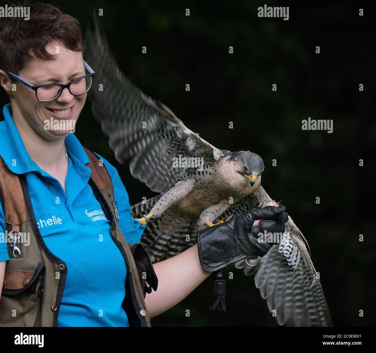 Keeper at wildlife park giving falcon free flying demonstration Stock ...