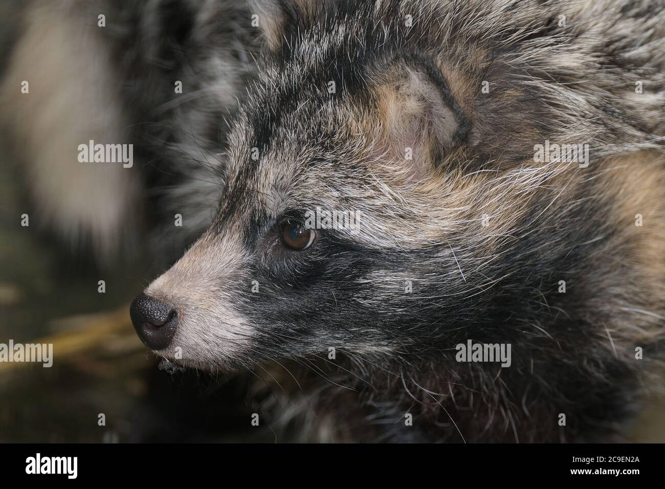 The raccoon dog, also known as the mangut, tanuki or neoguri, is a ...
