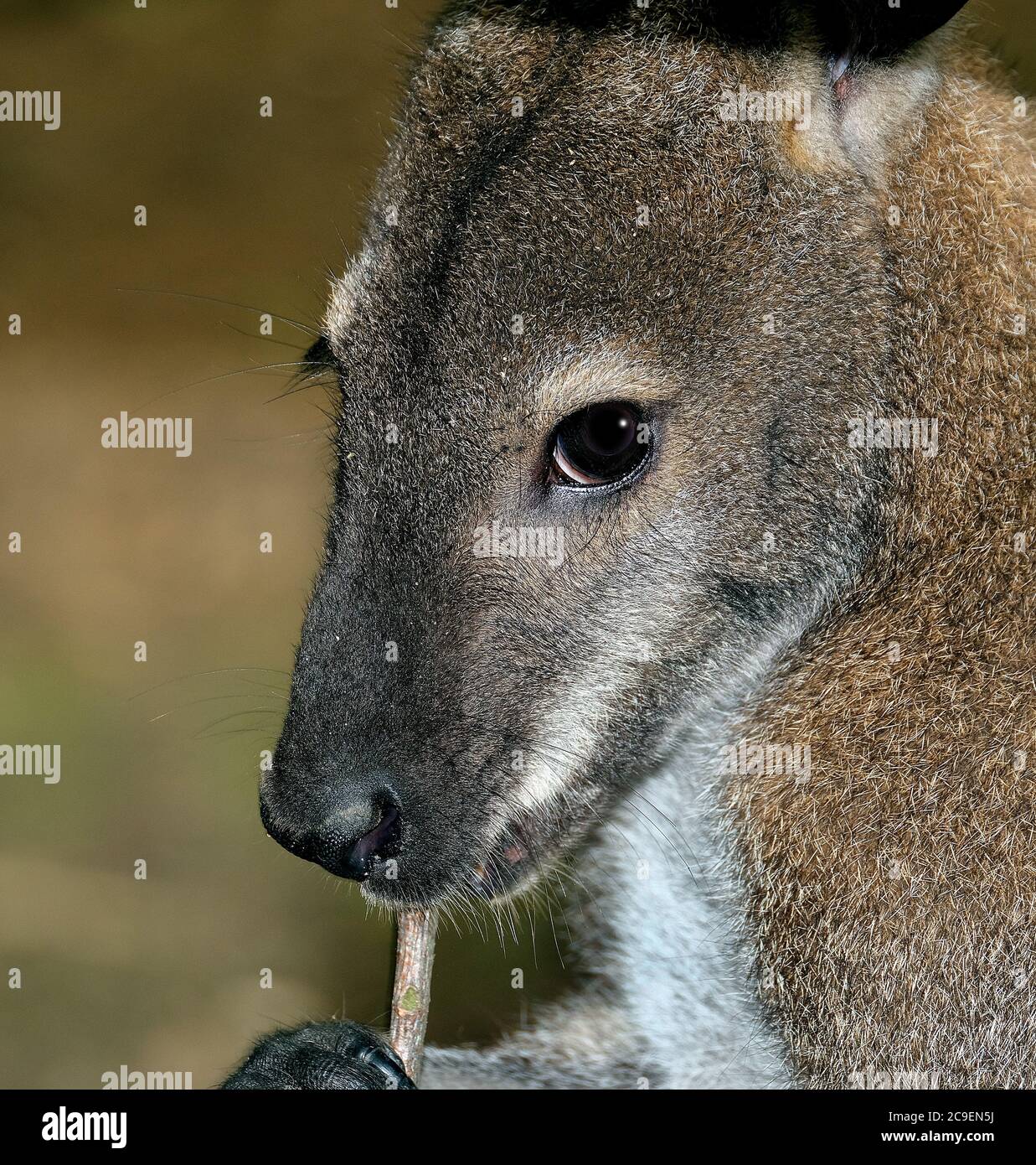 A wallaby is a small or middle-sized macropod native to Australia and ...