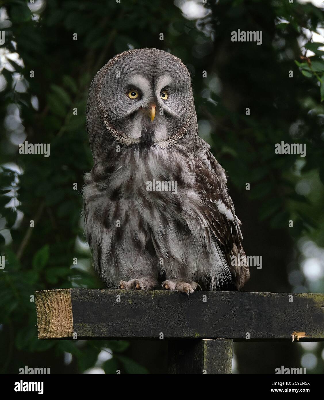 Great Gray Owl Full Body