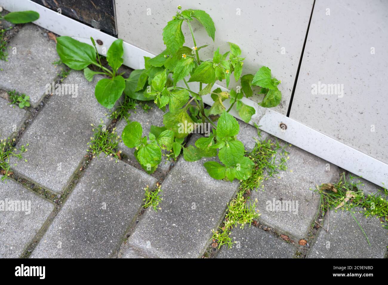 Small paving slabs hi-res stock photography and images - Alamy