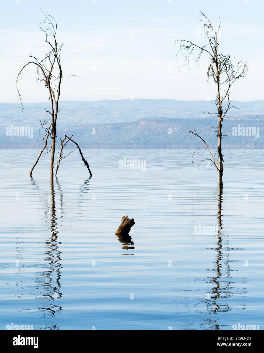 Dead tree in lake hi-res stock photography and images - Alamy