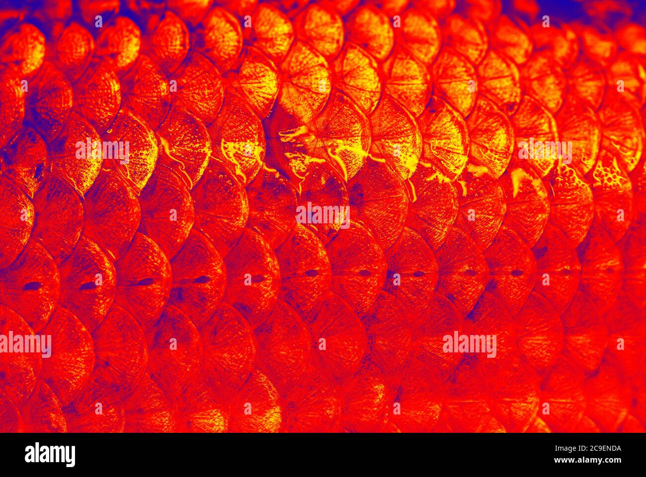 Red toned crucian fish scales - abstract natural background Stock Photo ...