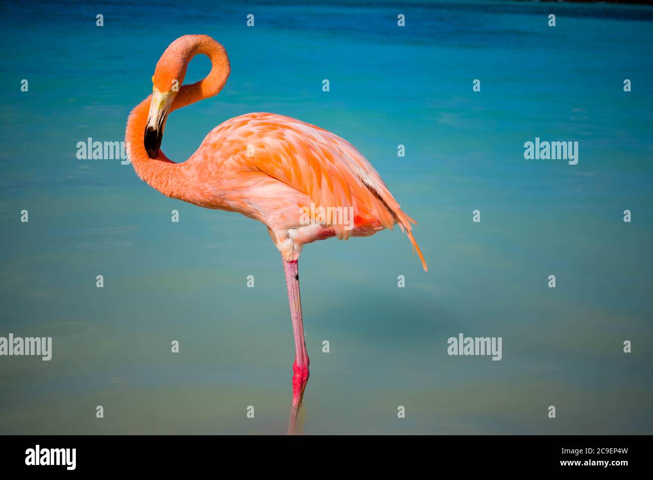 Pink flamingo walking on the beach in Aruba island, Caribbean sea ...