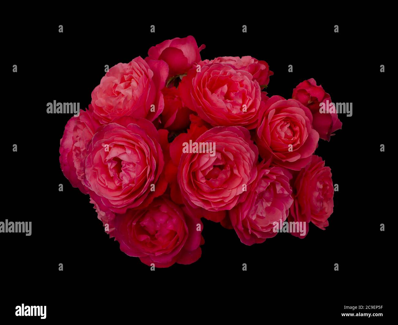 Red rose collage element hi-res stock photography and images - Alamy