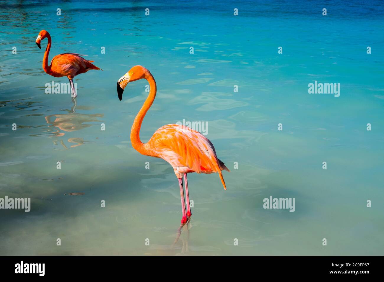 Pink flamingo walking on the beach in Aruba island, Caribbean sea ...