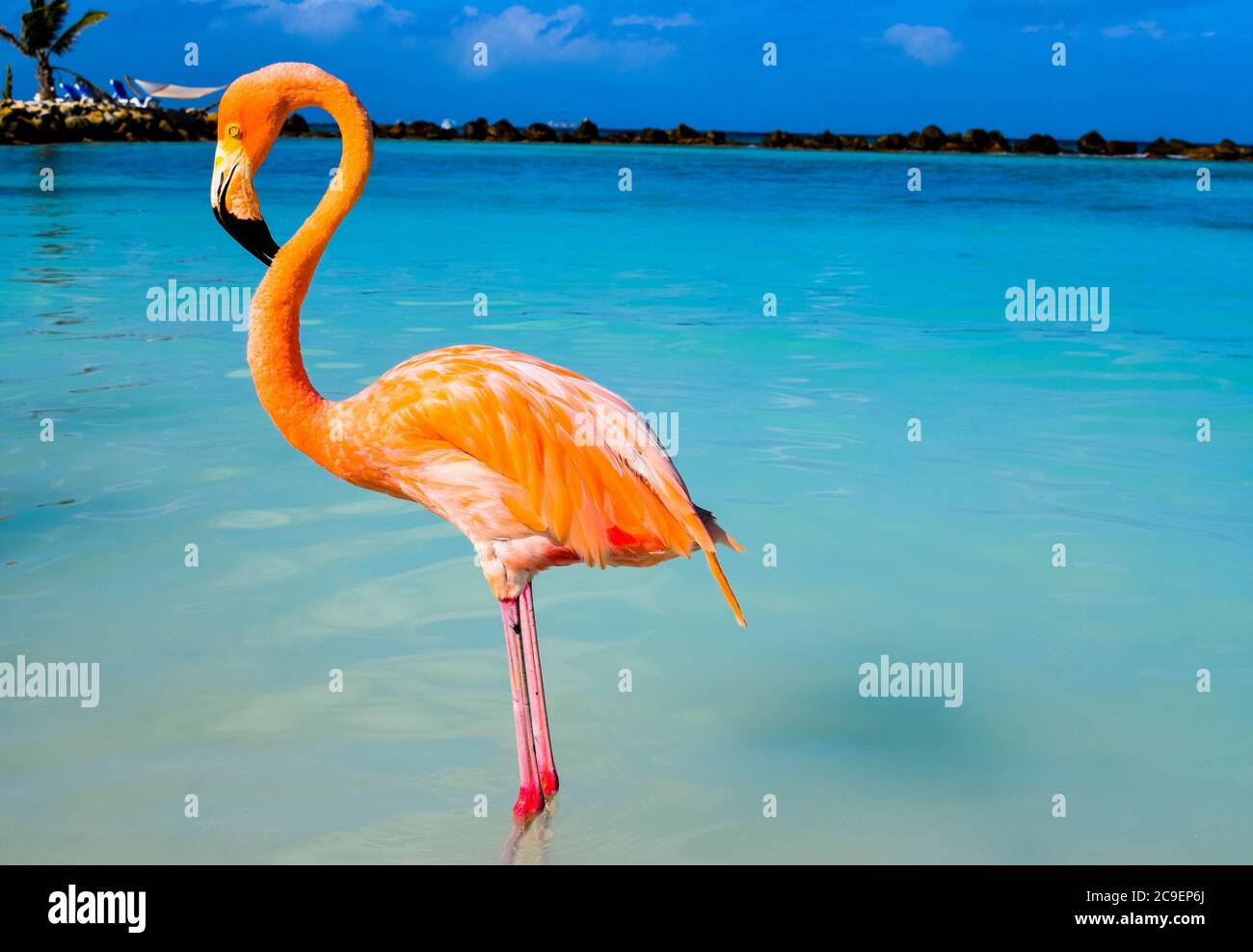 Pink flamingo walking on the beach in Aruba island, Caribbean sea ...
