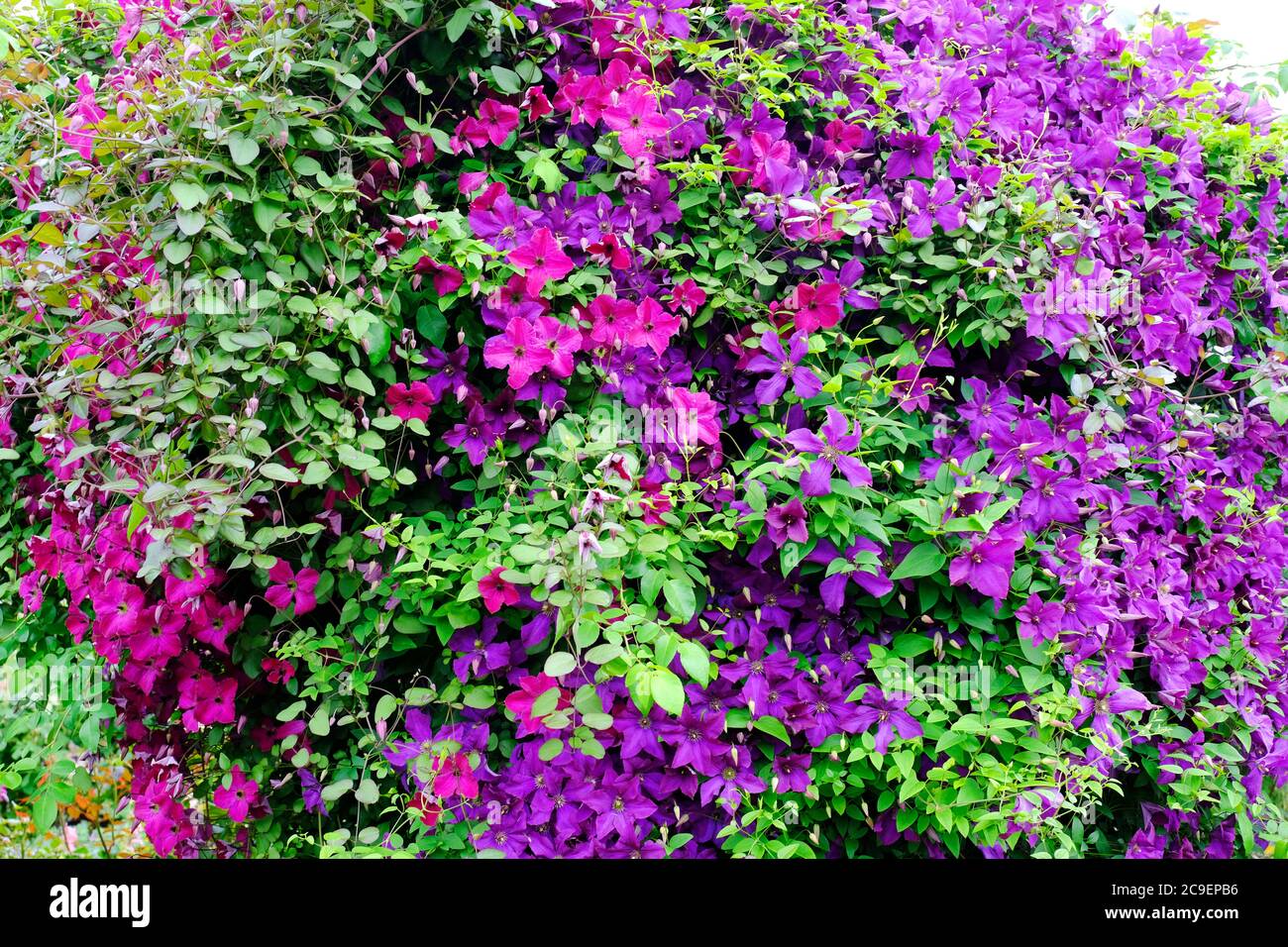 Plants red clematis hi-res stock photography and images - Alamy