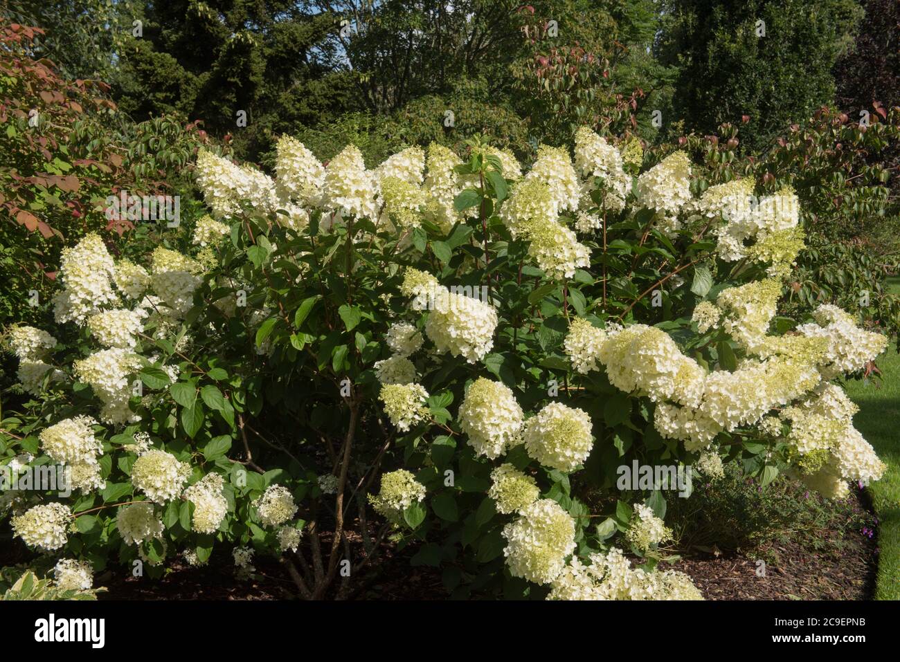 Hydrangea border hi-res stock photography and images - Alamy