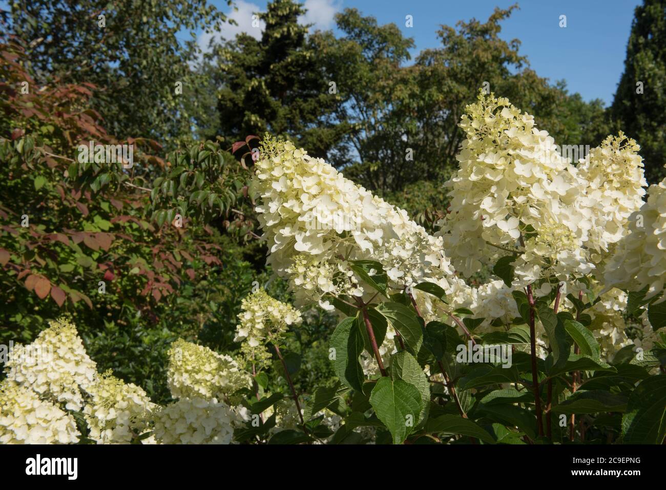 Hydrangea border hi-res stock photography and images - Alamy
