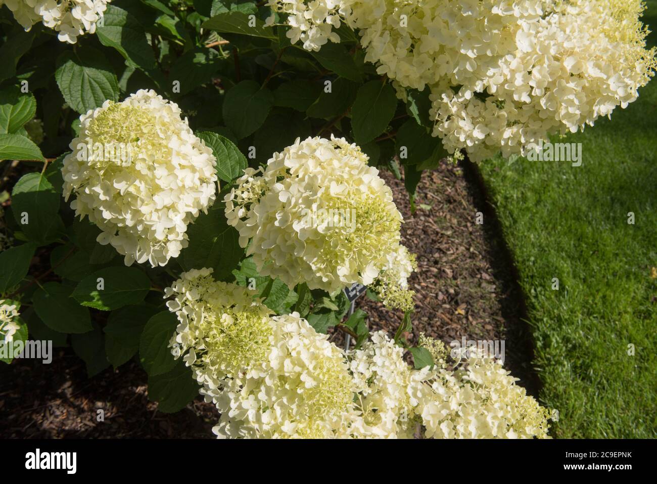 Hydrangea border hi-res stock photography and images - Alamy