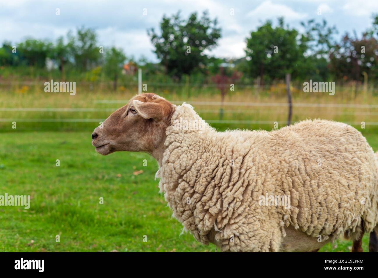 sheep on a farm grown for wool and meat Stock Photo - Alamy