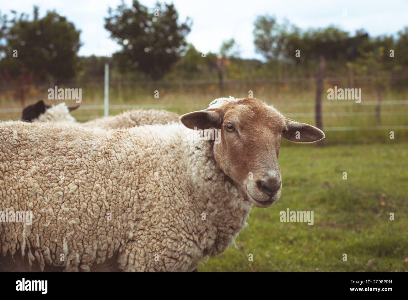 Grown lamb hi-res stock photography and images - Alamy