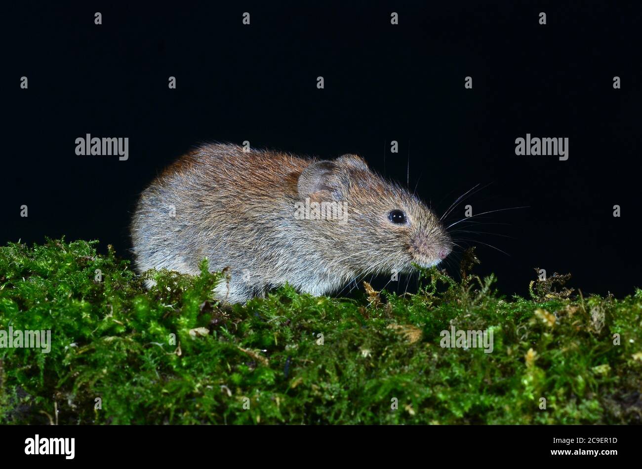 Voles clethrionomys glareplus hi-res stock photography and images - Alamy