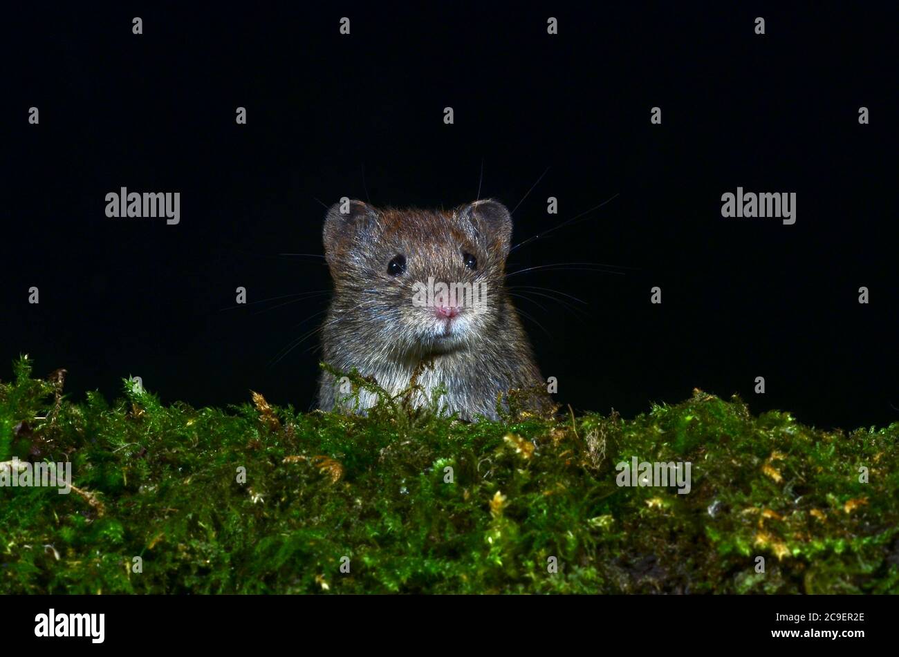 Voles clethrionomys glareplus hi-res stock photography and images - Alamy