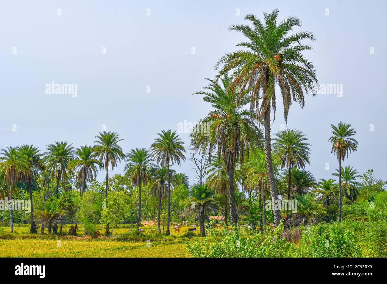 Date Palm Trees Are Looking Beautiful Scene At Outdoor Stock Photo - Alamy