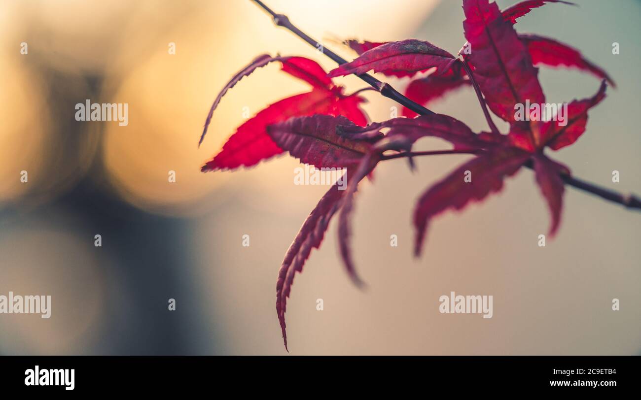 Garden photography with japanese maple hi-res stock photography and images - Alamy