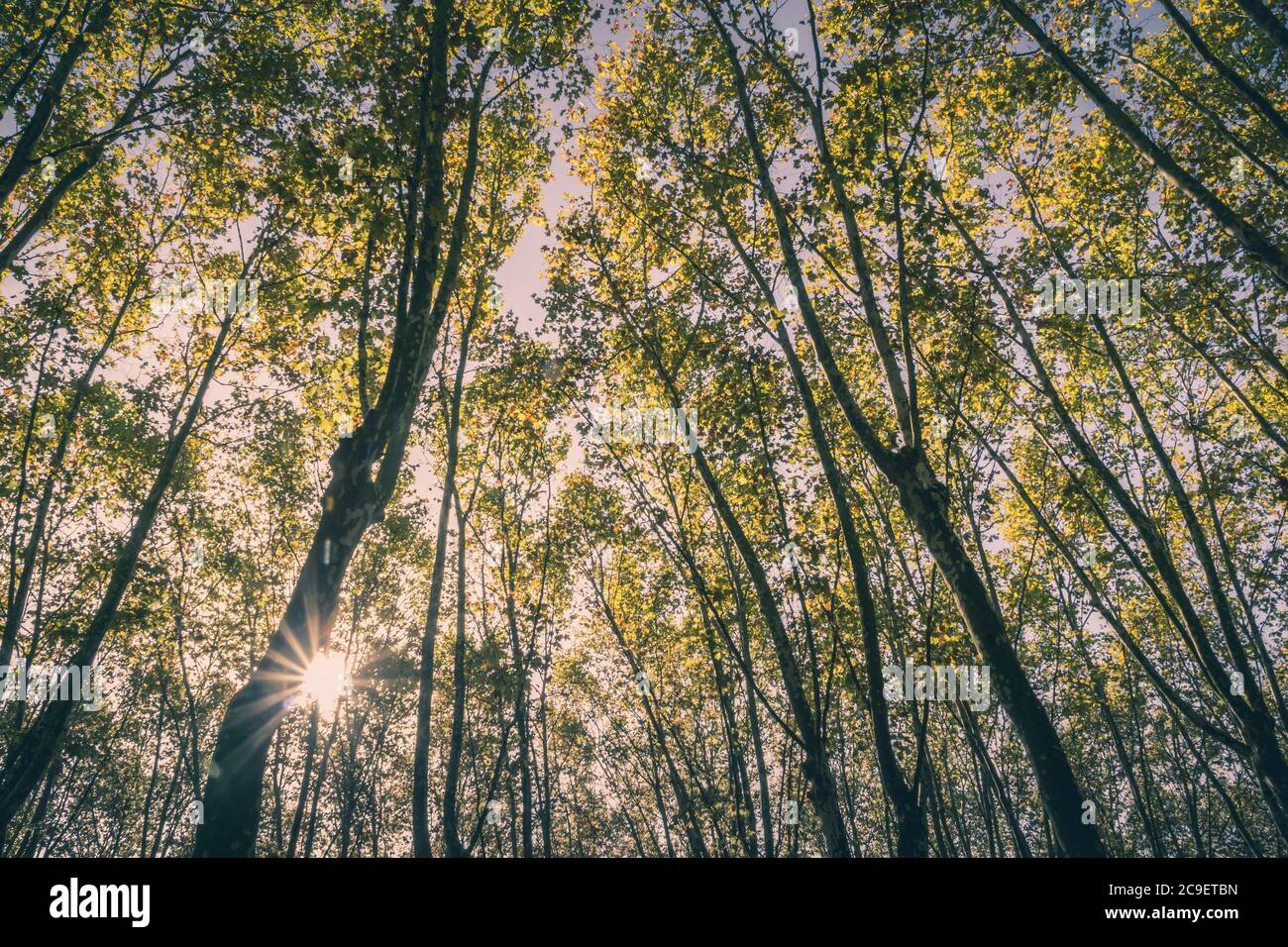 Colorful autumn treetops in fall forest with blue sky and sun shining ...