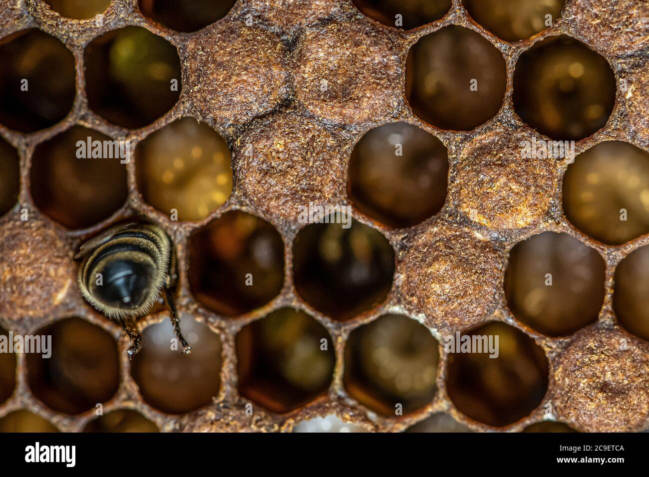 Honey bee beehive Wax Frame with bees breed, eggs and worms next ...