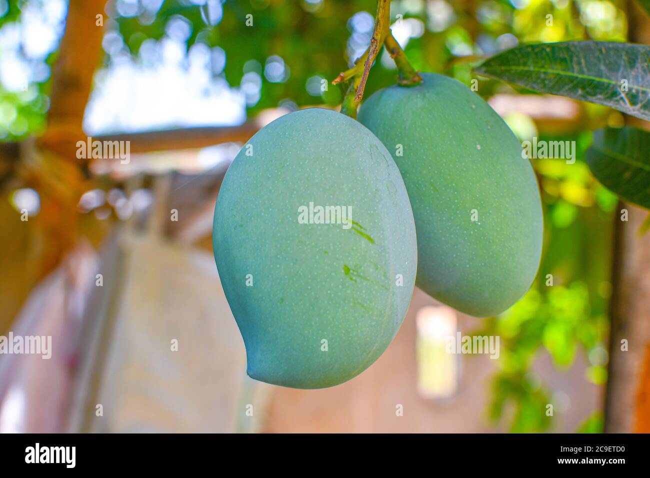 Ripe mango tree hi-res stock photography and images - Alamy