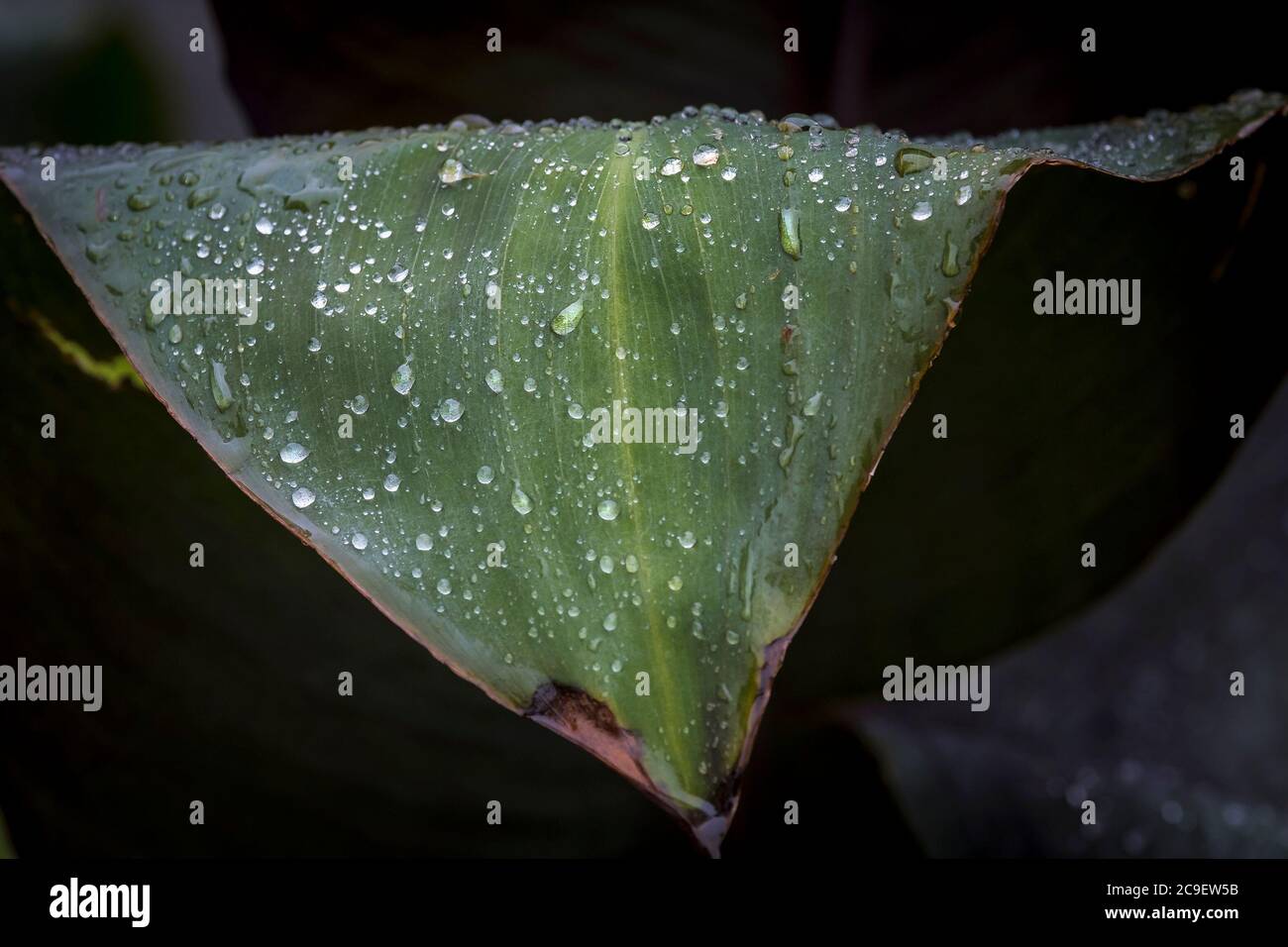 Rain droplets on the leaf of a Canna Lily Stock Photo - Alamy