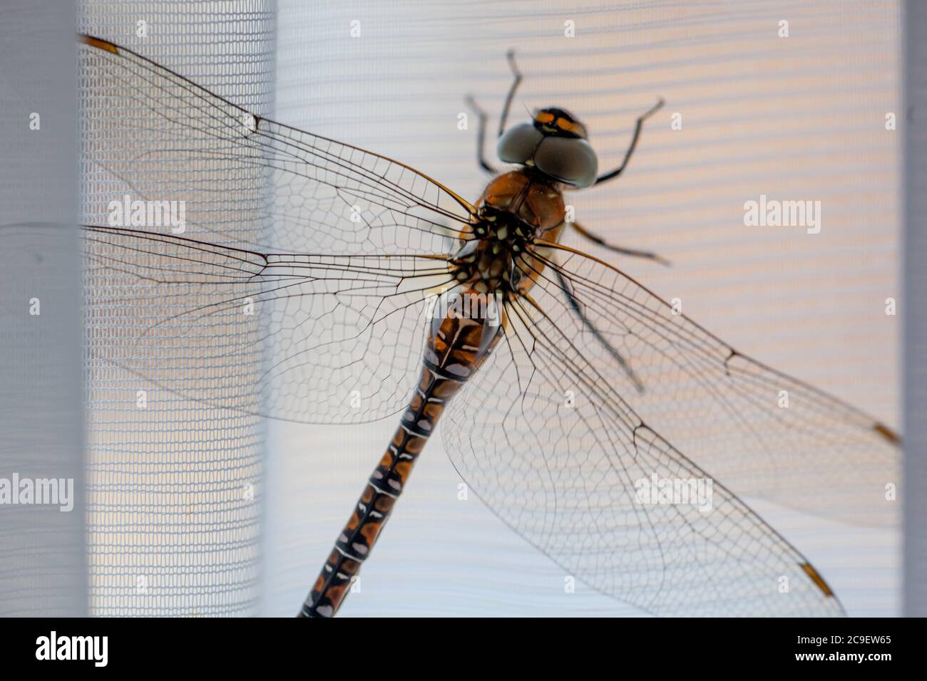 Dragonfly anatomy hi-res stock photography and images - Alamy