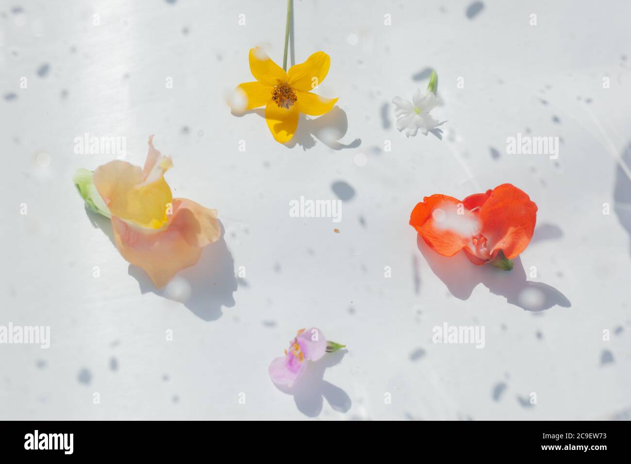 Glass botanicals / concepts/ natural elements / health & beauty /still ...