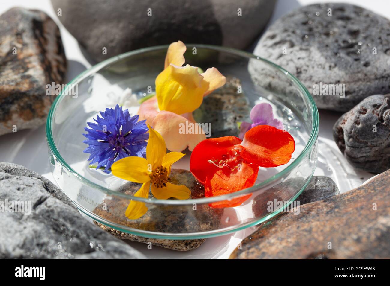 Natural Botanics / Elements / Fine Art/ Creative Botanics / Health ...