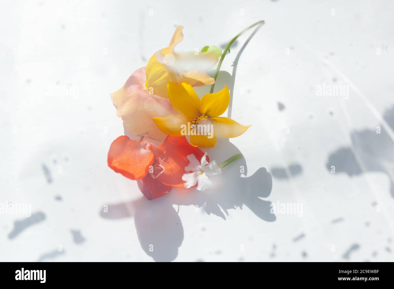 Glass botanicals / concepts/ natural elements / health & beauty /still ...